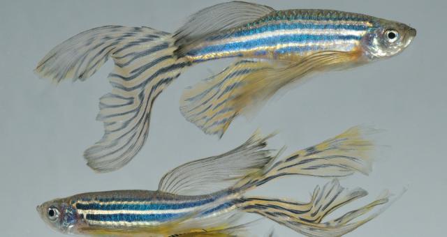 Rybka danio ma depresję i inne ludzkie choroby, dlatego na niej testują ...